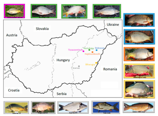 Genetic Diversity and Structure of Common Carp (Cyprinus carpio L.) in ...