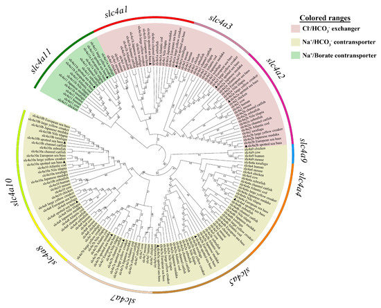 Slc4 Gene Family in Spotted Sea Bass (Lateolabrax maculatus): Structure ...