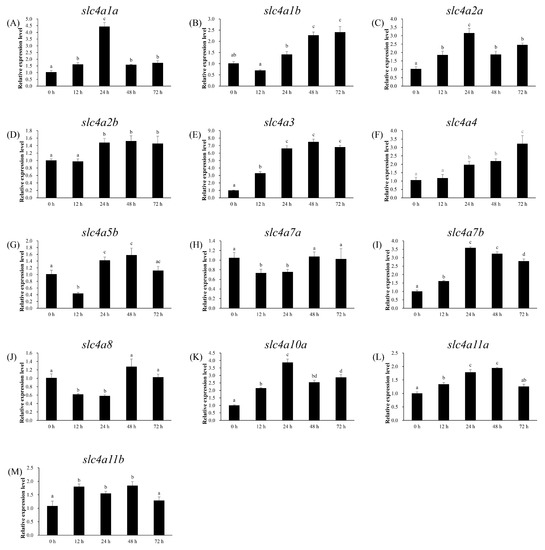 Slc4 Gene Family in Spotted Sea Bass (Lateolabrax maculatus): Structure ...