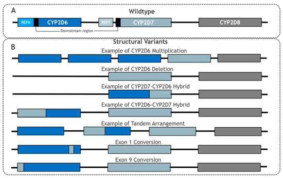 A Review of the Important Role of CYP2D6 in Pharmacogenomics