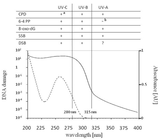 All You Need Is Light. Photorepair of UV-Induced Pyrimidine Dimers