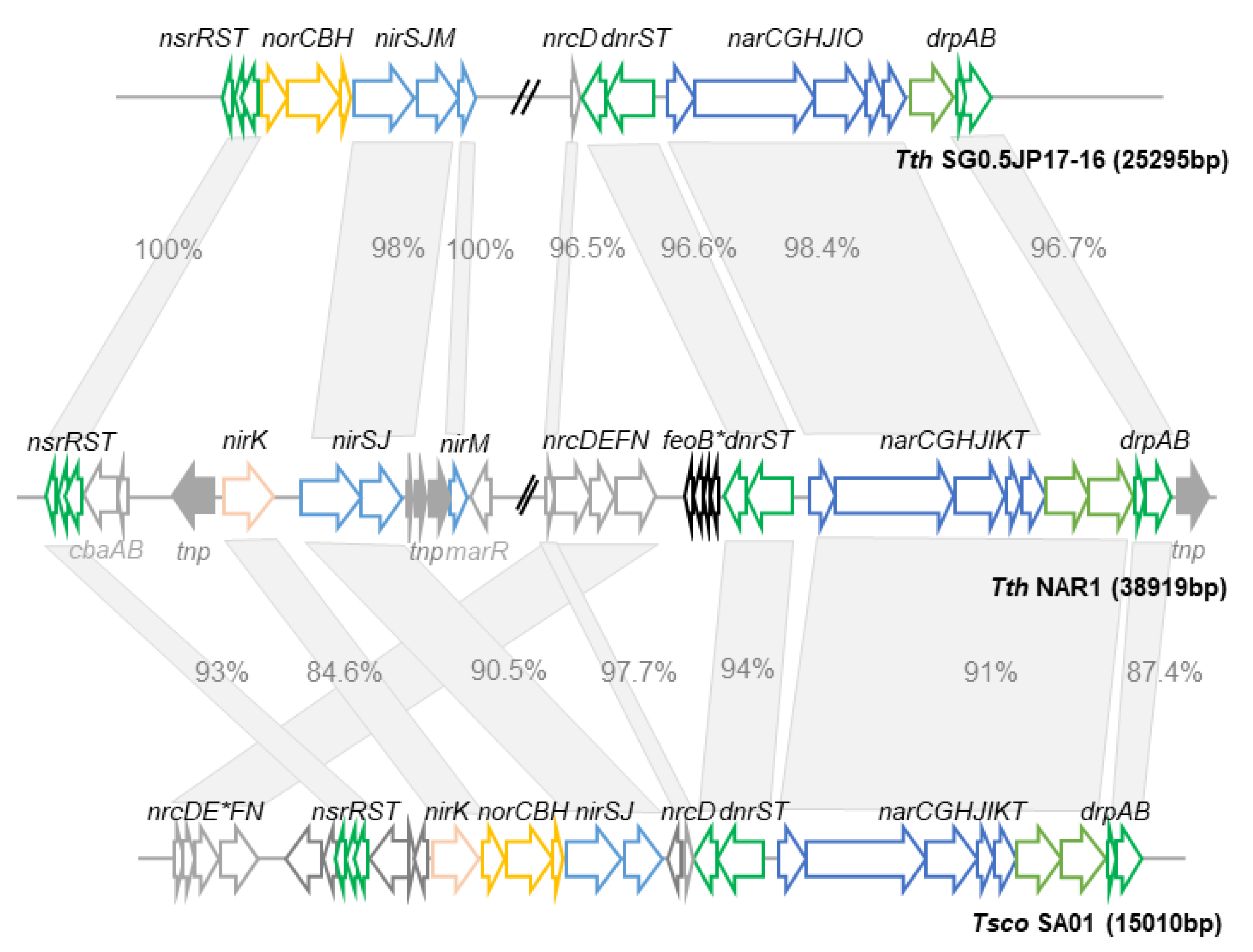 Nitrate Respiration in Thermus thermophilus NAR1: from Horizontal Gene ...