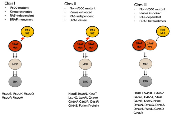 Emerging BRAF Mutations in Cancer Progression and Their Possible ...