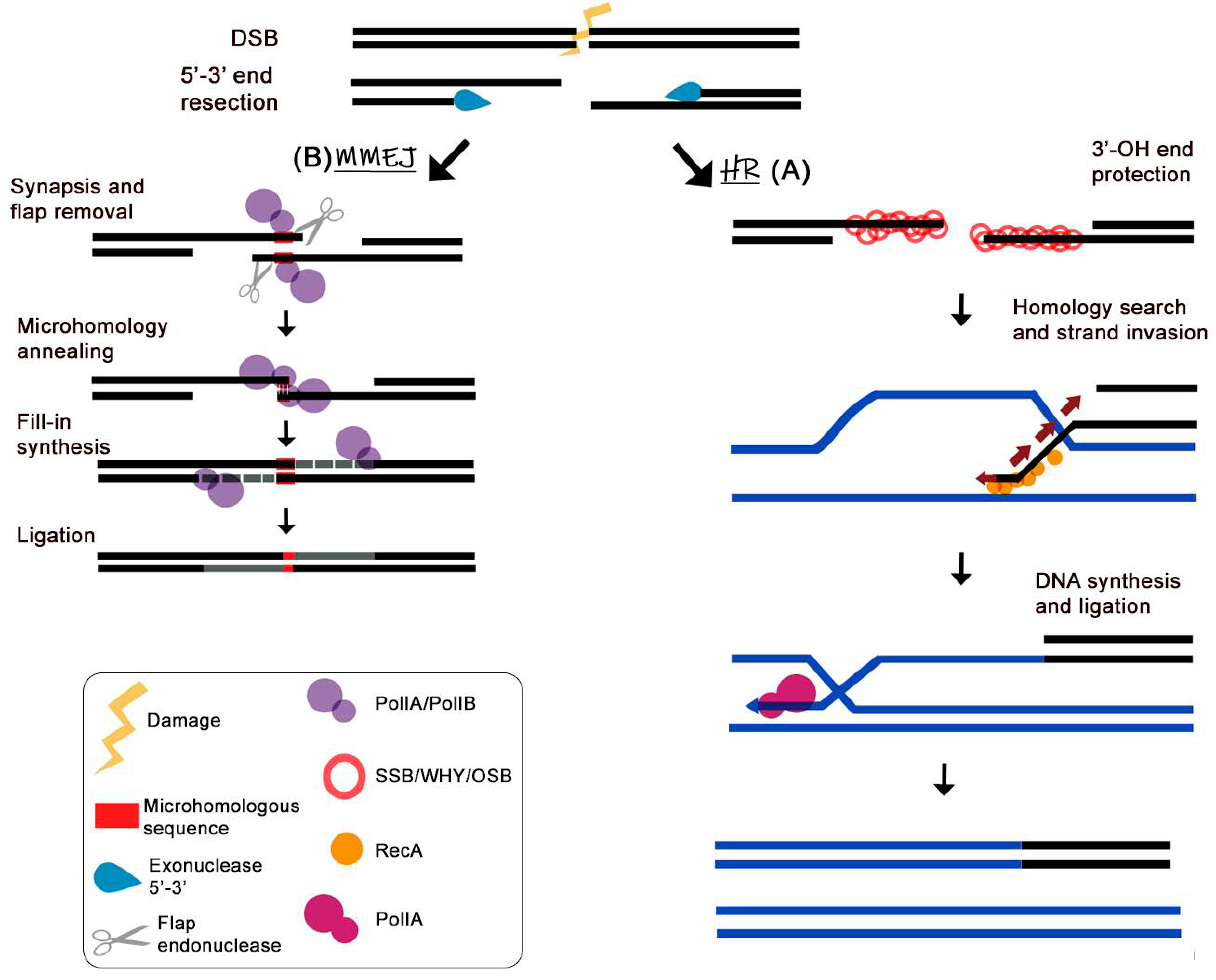 Plant Organellar DNA Polymerases Evolved Multifunctionality through the ...