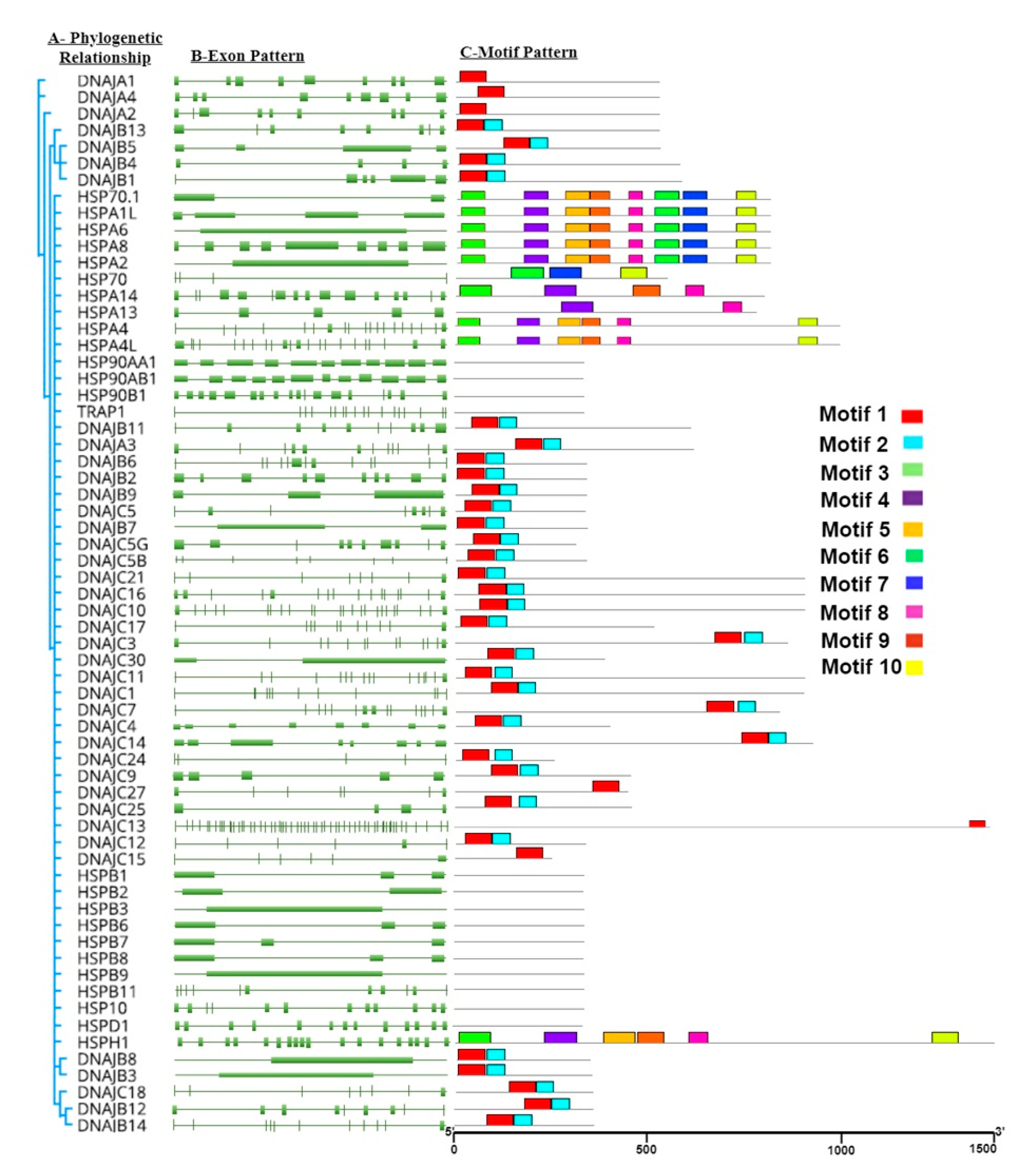 Genomic Identification, Evolution and Sequence Analysis of the Heat ...