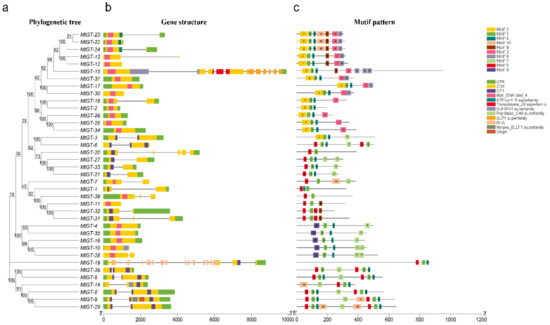 Genome-Wide Identification and Expression Profiling Analysis of the ...