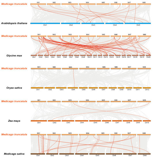 Genome-Wide Identification and Expression Profiling Analysis of the ...