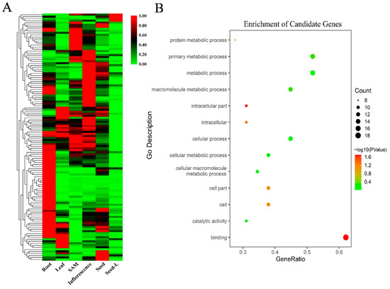 Genome-Wide Association Study of Root System Development at Seedling ...