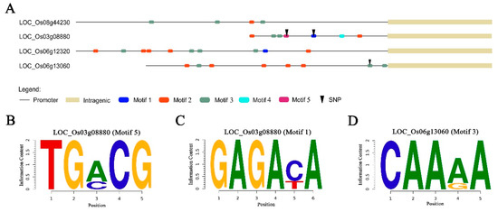 Genome-Wide Association Study of Root System Development at Seedling ...