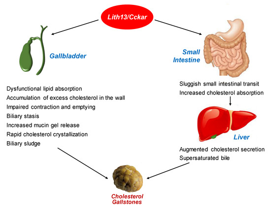 An Update on the Lithogenic Mechanisms of Cholecystokinin a Receptor ...