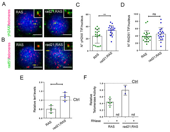 Genes | Free Full-Text | Rad21 Haploinsufficiency Prevents ALT ...
