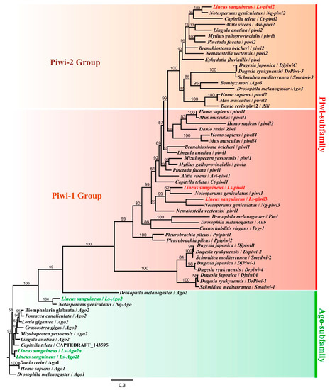Expression of Piwi Genes during the Regeneration of Lineus sanguineus ...