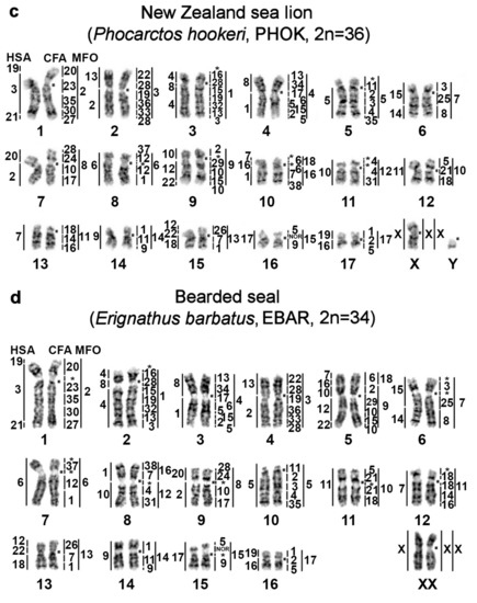 Karyotype Evolution in 10 Pinniped Species: Variability of ...