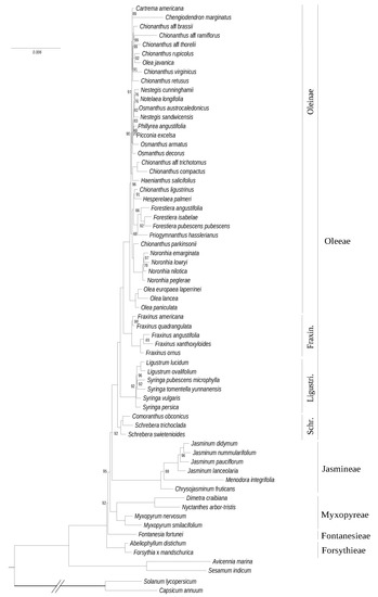 Resolving the Phylogeny of the Olive Family (Oleaceae): Confronting ...