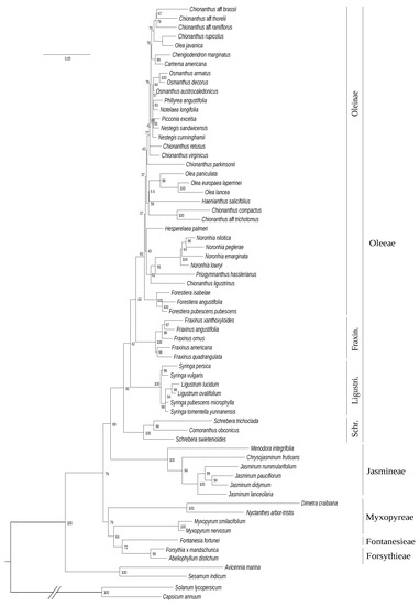 Resolving the Phylogeny of the Olive Family (Oleaceae): Confronting ...