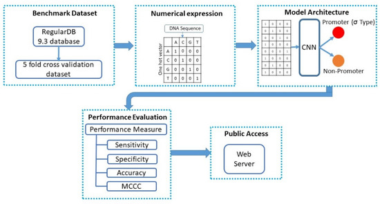 Genes | Free Full-Text | pcPromoter-CNN: A CNN-Based Prediction and ...