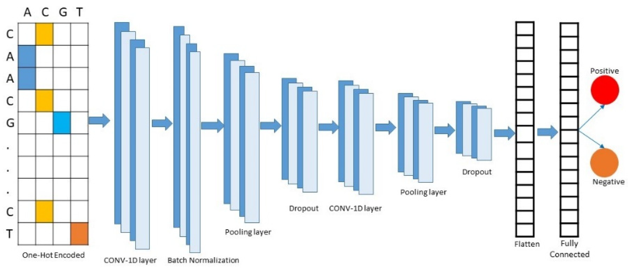 Genes | Free Full-Text | pcPromoter-CNN: A CNN-Based Prediction and ...