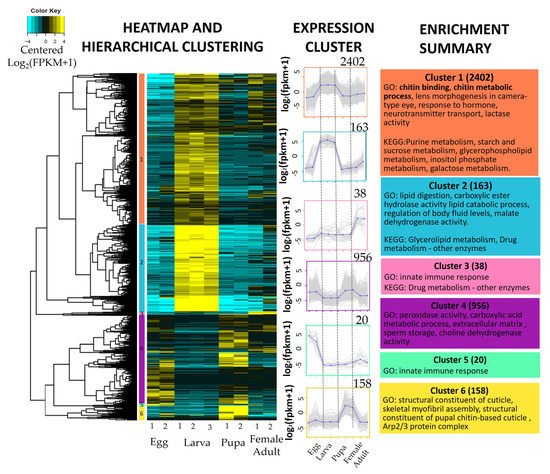 Genes | Free Full-Text | The Developmental Transcriptome of Bagworm ...
