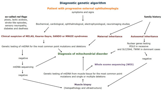 Genes | Free Full-Text | Progressive External Ophthalmoplegia in Polish ...