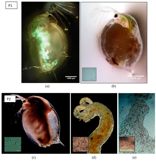 The Role of Microbiome and Genotype in Daphnia magna upon Parasite Re ...