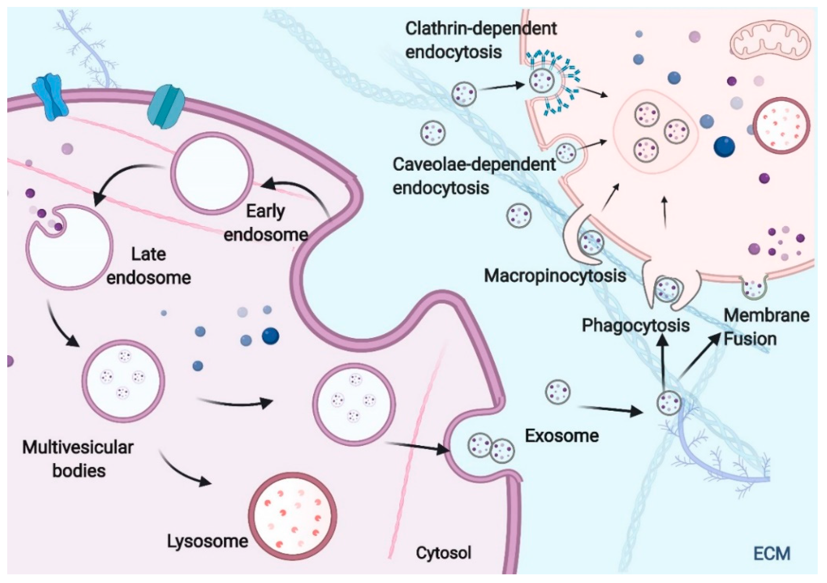 The Significance of Exosomal RNAs in the Development, Diagnosis, and ...