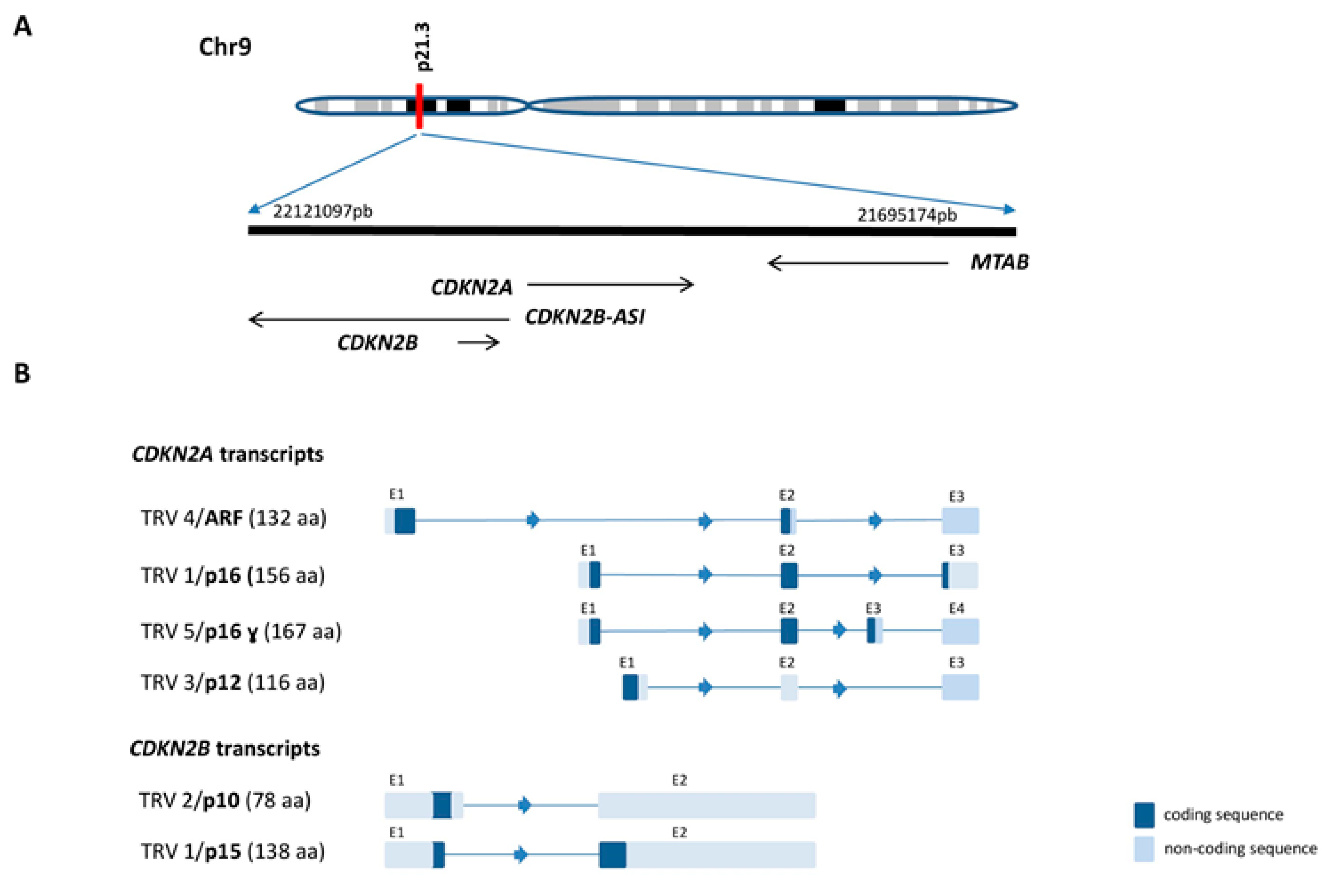 The Yin and Yang-Like Clinical Implications of the CDKN2A/ARF/CDKN2B Gene Cluster in Acute ...