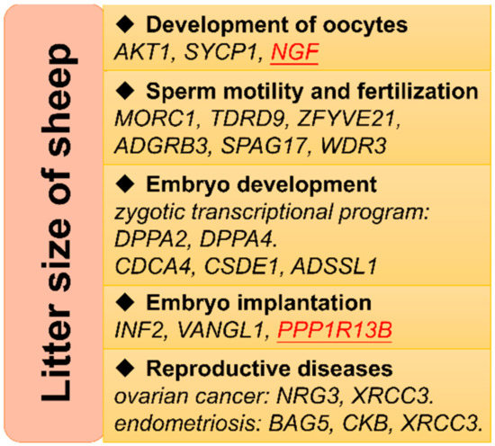 Litter Size of Sheep (Ovis aries): Inbreeding Depression and Homozygous ...