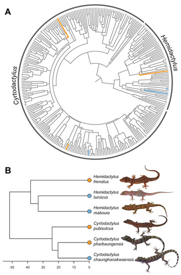 Sex Chromosome Turnover in Bent-Toed Geckos (Cyrtodactylus)