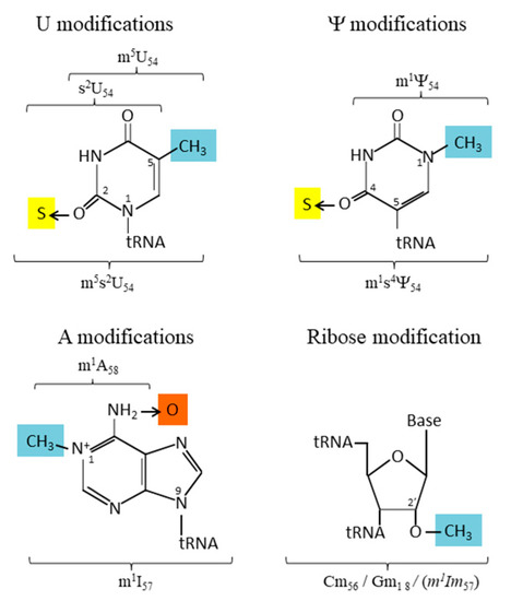 Post-Transcriptional Modifications of Conserved Nucleotides in the T ...