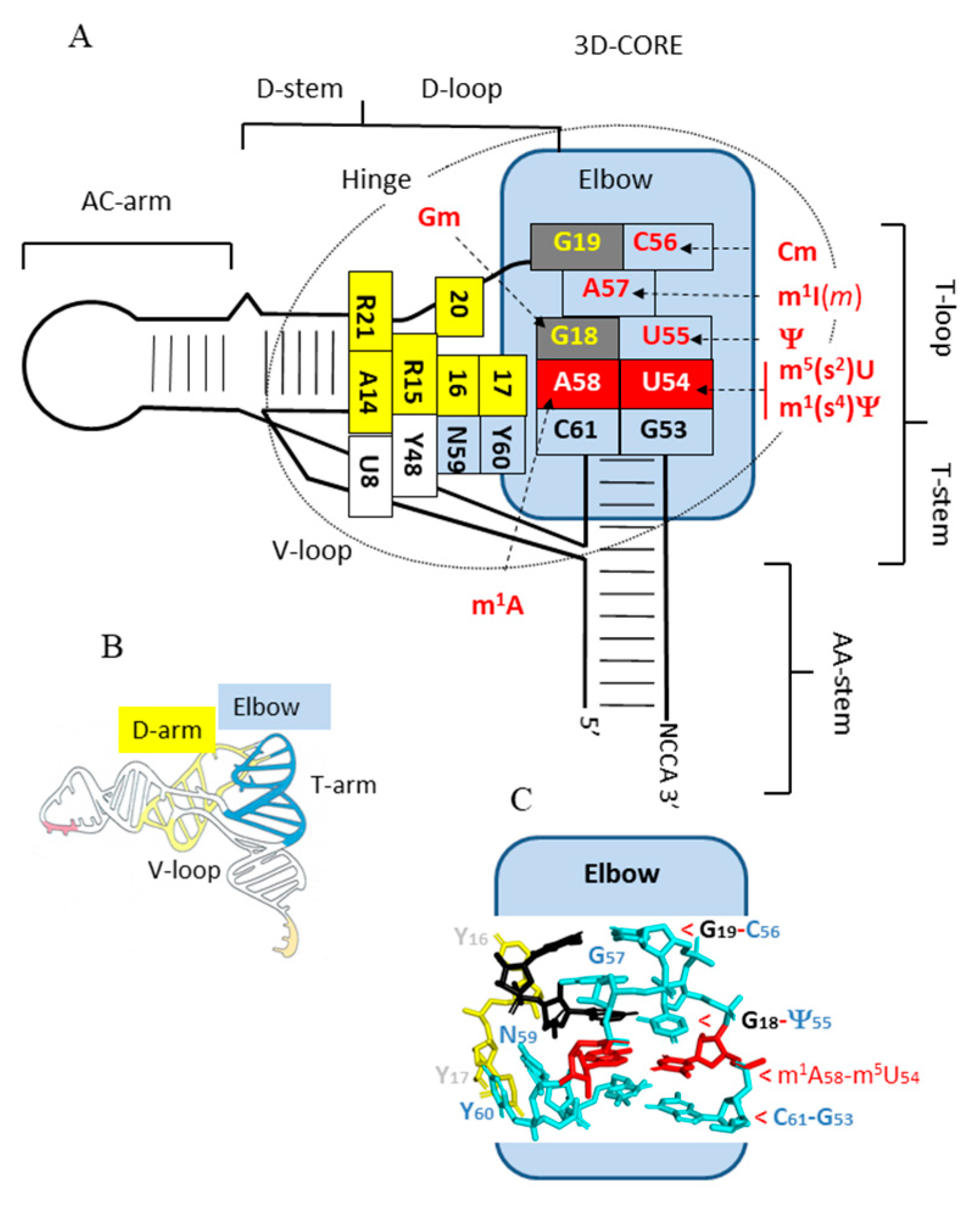 Post-Transcriptional Modifications of Conserved Nucleotides in the T ...