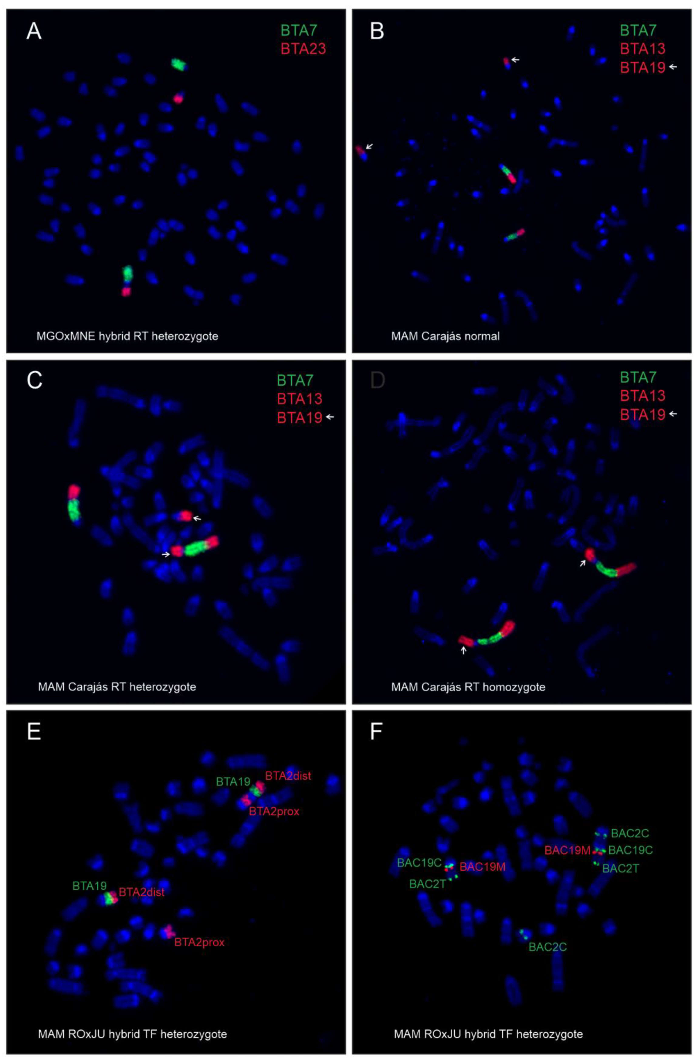 Chromosomal Polymorphism and Speciation: The Case of the Genus Mazama ...
