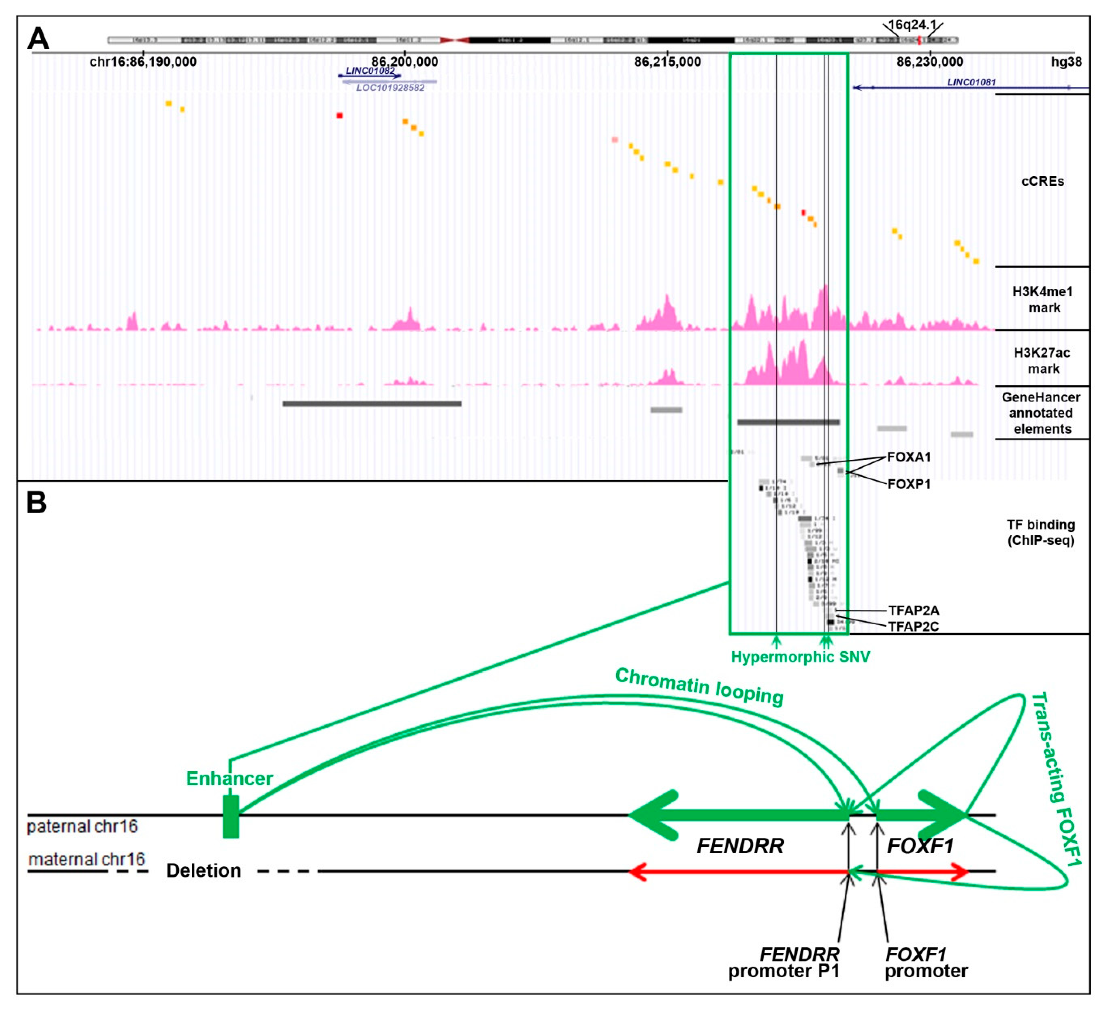 Long Non-Coding RNA FENDRR: Gene Structure, Expression, and Biological ...