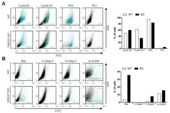 Ablation of SMUG1 Reduces Cell Viability and Increases UVC-Mediated ...