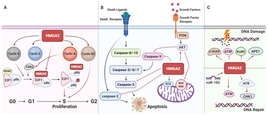 HMGA2 as a Critical Regulator in Cancer Development