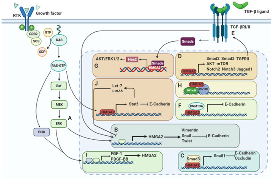 HMGA2 as a Critical Regulator in Cancer Development