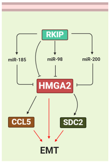 HMGA2 as a Critical Regulator in Cancer Development