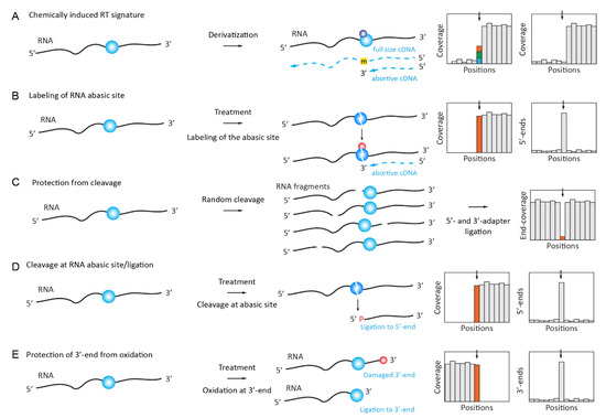 Analysis of RNA Modifications by Second- and Third-Generation Deep ...