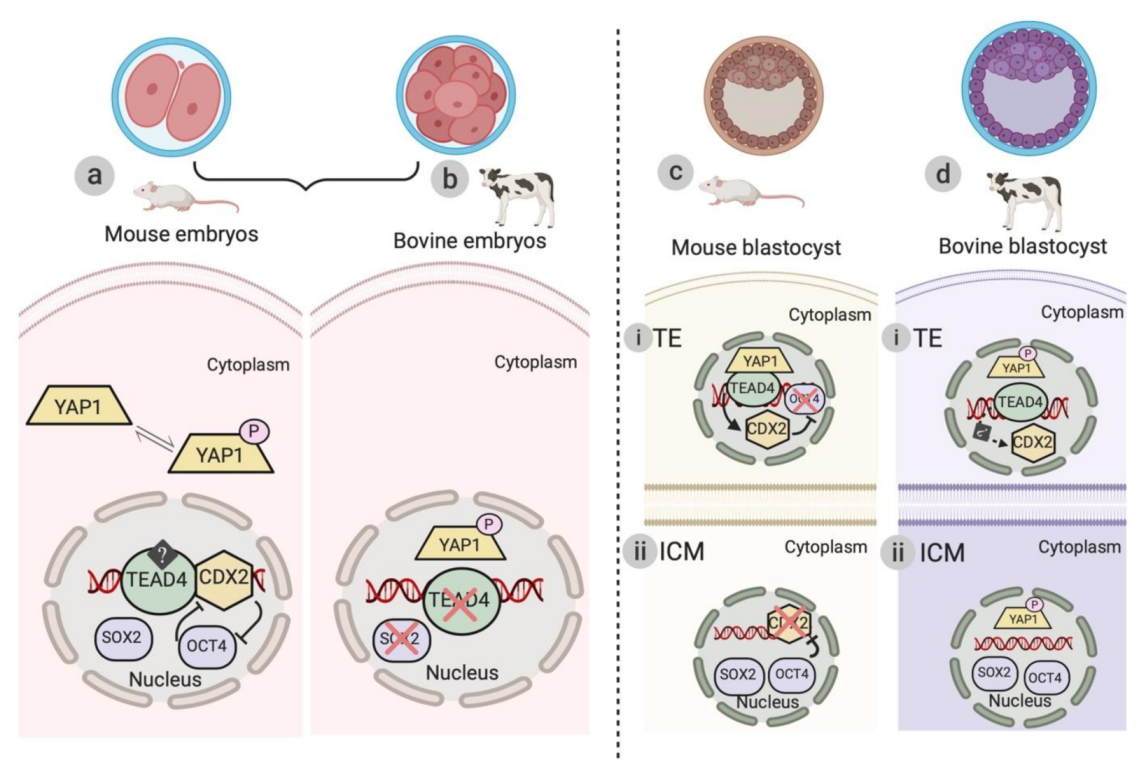 A Comparative Analysis of Hippo Signaling Pathway Components during ...