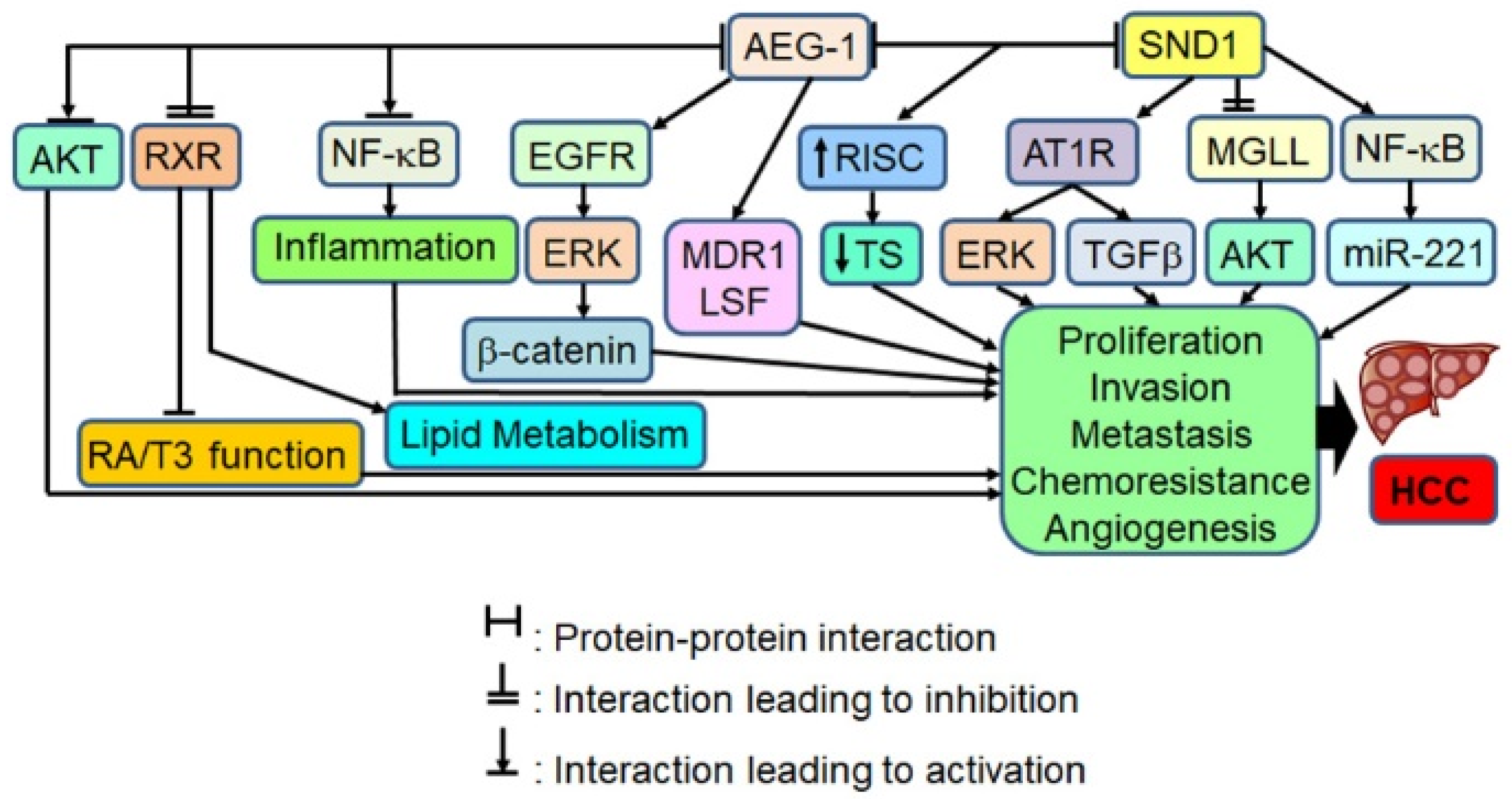 The Scope of Astrocyte Elevated Gene-1/Metadherin (AEG-1/MTDH) in ...