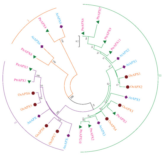 Identification and Characterization of the APX Gene Family and Its ...