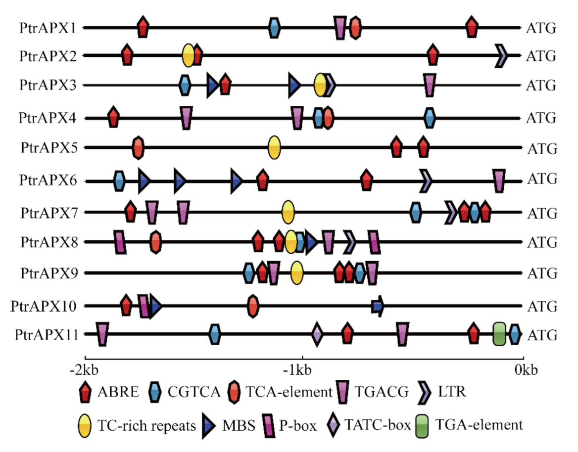 Identification and Characterization of the APX Gene Family and Its ...