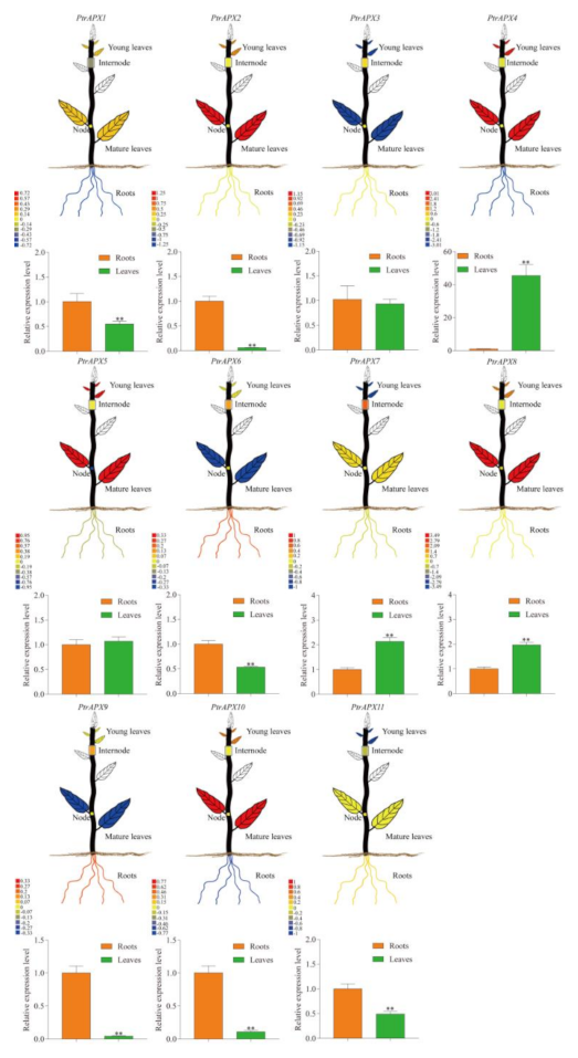 Identification and Characterization of the APX Gene Family and Its ...