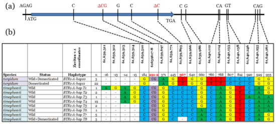 The Independent Domestication of Timopheev’s Wheat: Insights from ...