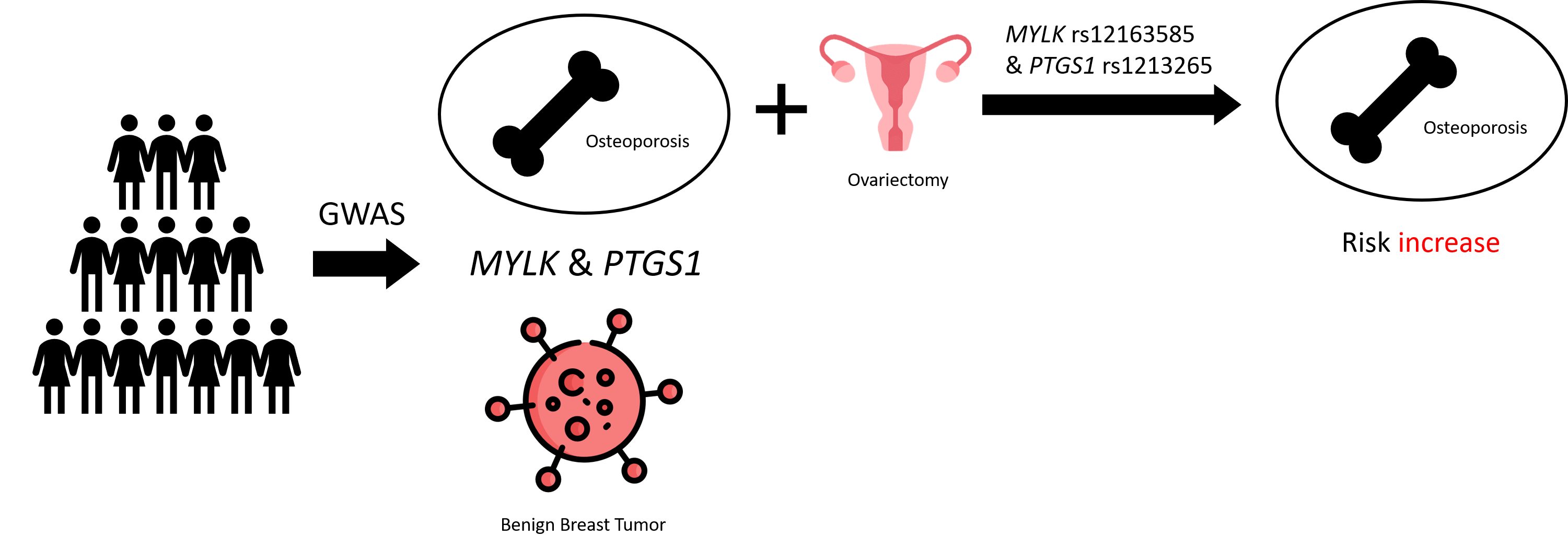 Genes | Free Full-Text | MYLK and PTGS1 Genetic Variations Associated ...