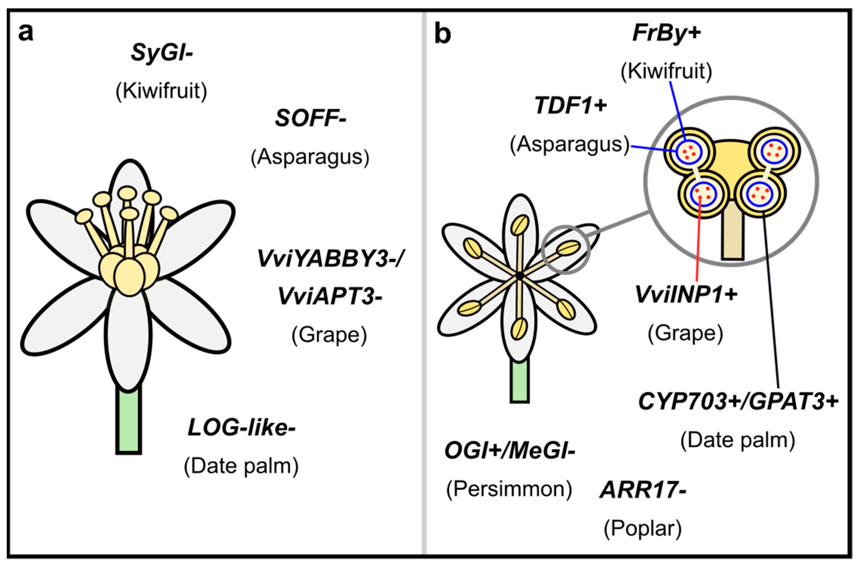 Genes Free Full Text The Diversity Of Plant Sex Chromosomes
