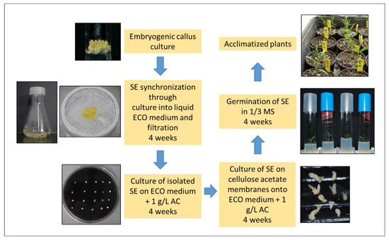 Olive (Olea europaea L.) Genetic Transformation: Current Status and ...