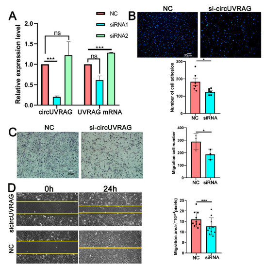 Circular RNA UVRAG Mediated by Alternative Splicing Factor NOVA1 ...