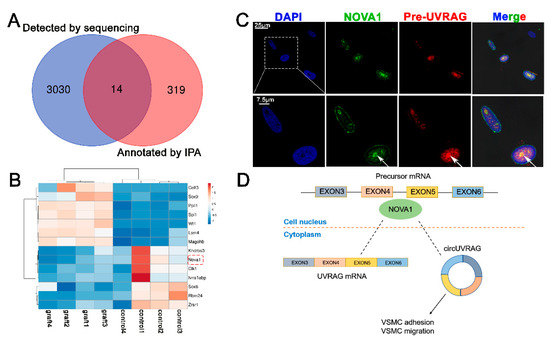 Circular RNA UVRAG Mediated by Alternative Splicing Factor NOVA1 ...