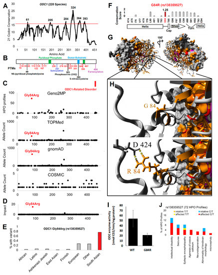 Emerging Role of ODC1 in Neurodevelopmental Disorders and Brain Development