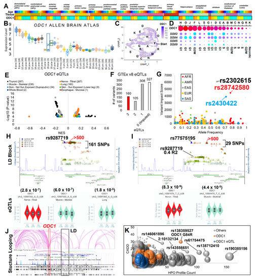 Emerging Role of ODC1 in Neurodevelopmental Disorders and Brain Development